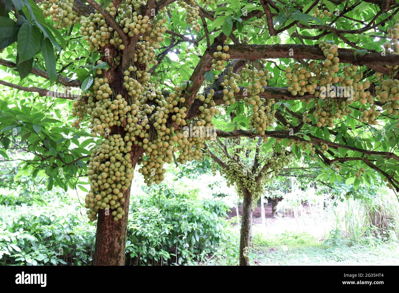 Tasty Baccaurea motleyana on Tree For Harvest Stock Photo - Alamy