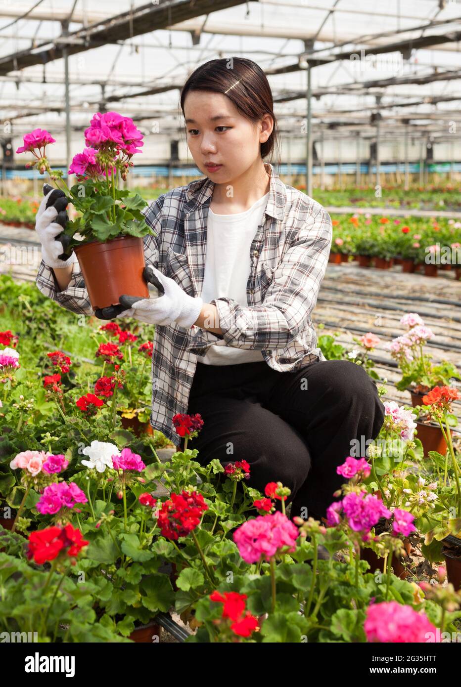 Happy chinese woman or gardener holding flowers geranium in greenhouse ...
