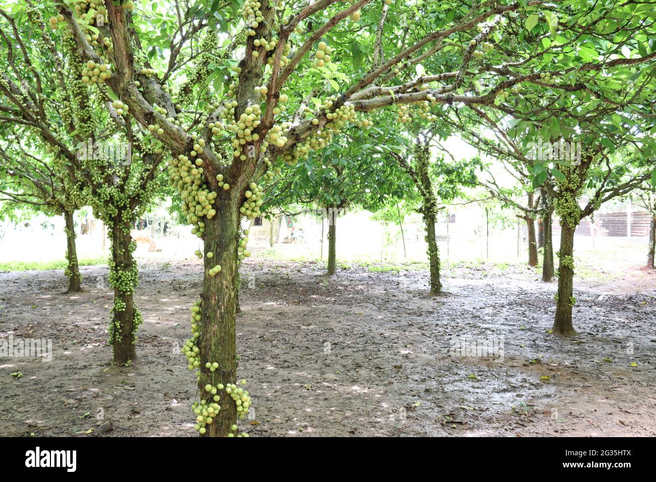 Tasty Baccaurea motleyana on Tree For Harvest Stock Photo - Alamy