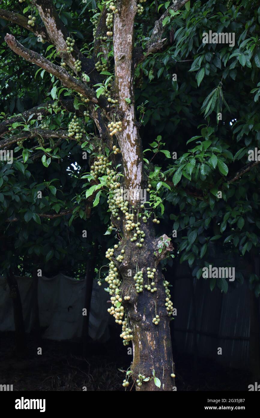 Tasty Baccaurea motleyana on Tree For Harvest Stock Photo - Alamy