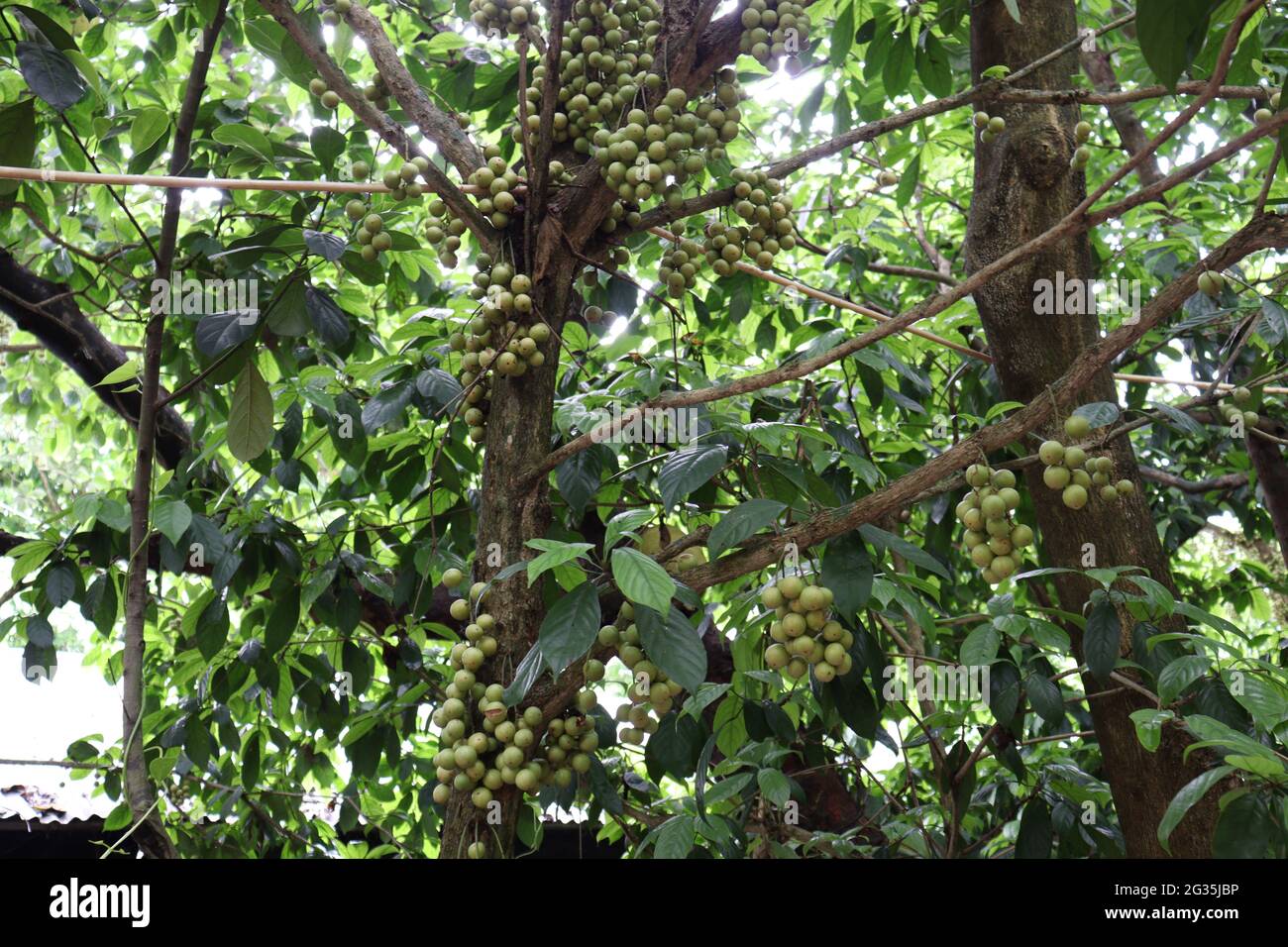 Tasty Baccaurea motleyana on Tree For Harvest Stock Photo - Alamy