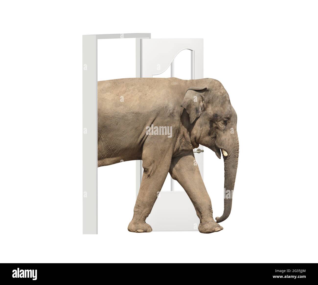 Elephant enters in open door. Opportunities, nature and ecology ...