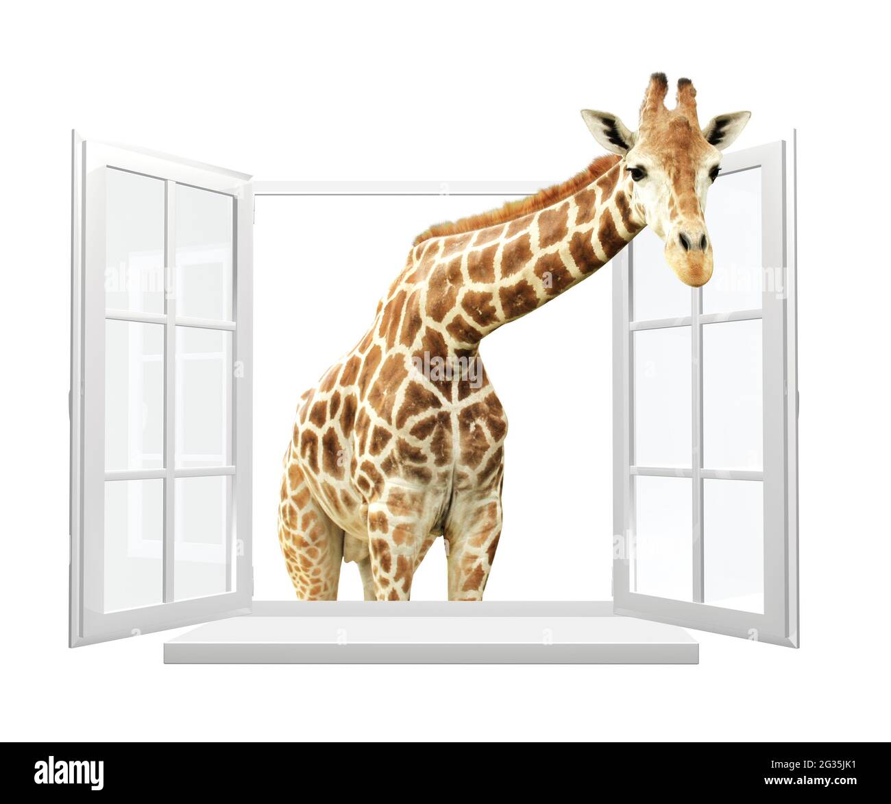Giraffe looking through a window. Cute curious giraffe stare at the ...