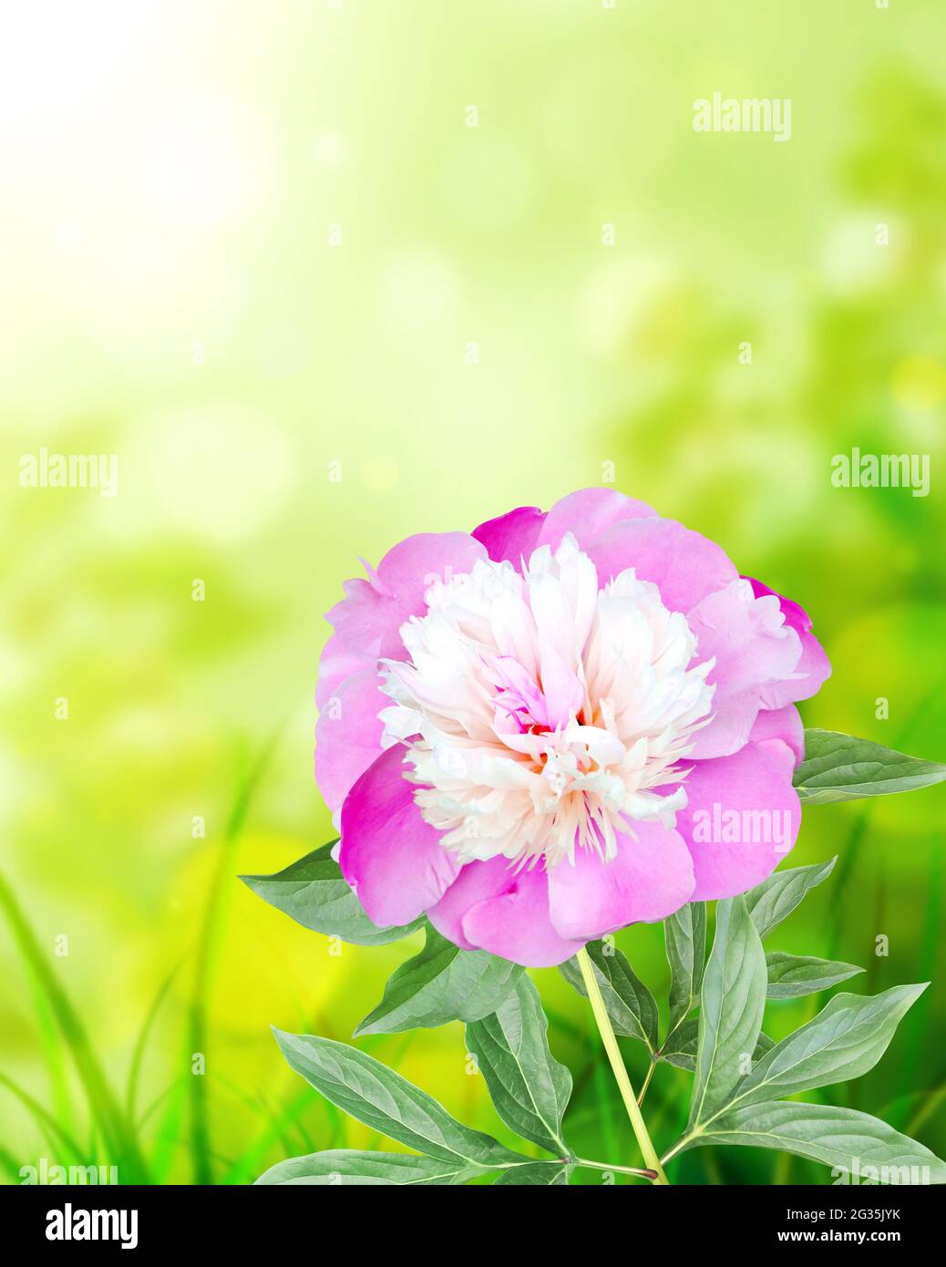 Branch of peony (Paeonia) on sunny beautiful nature spring background ...