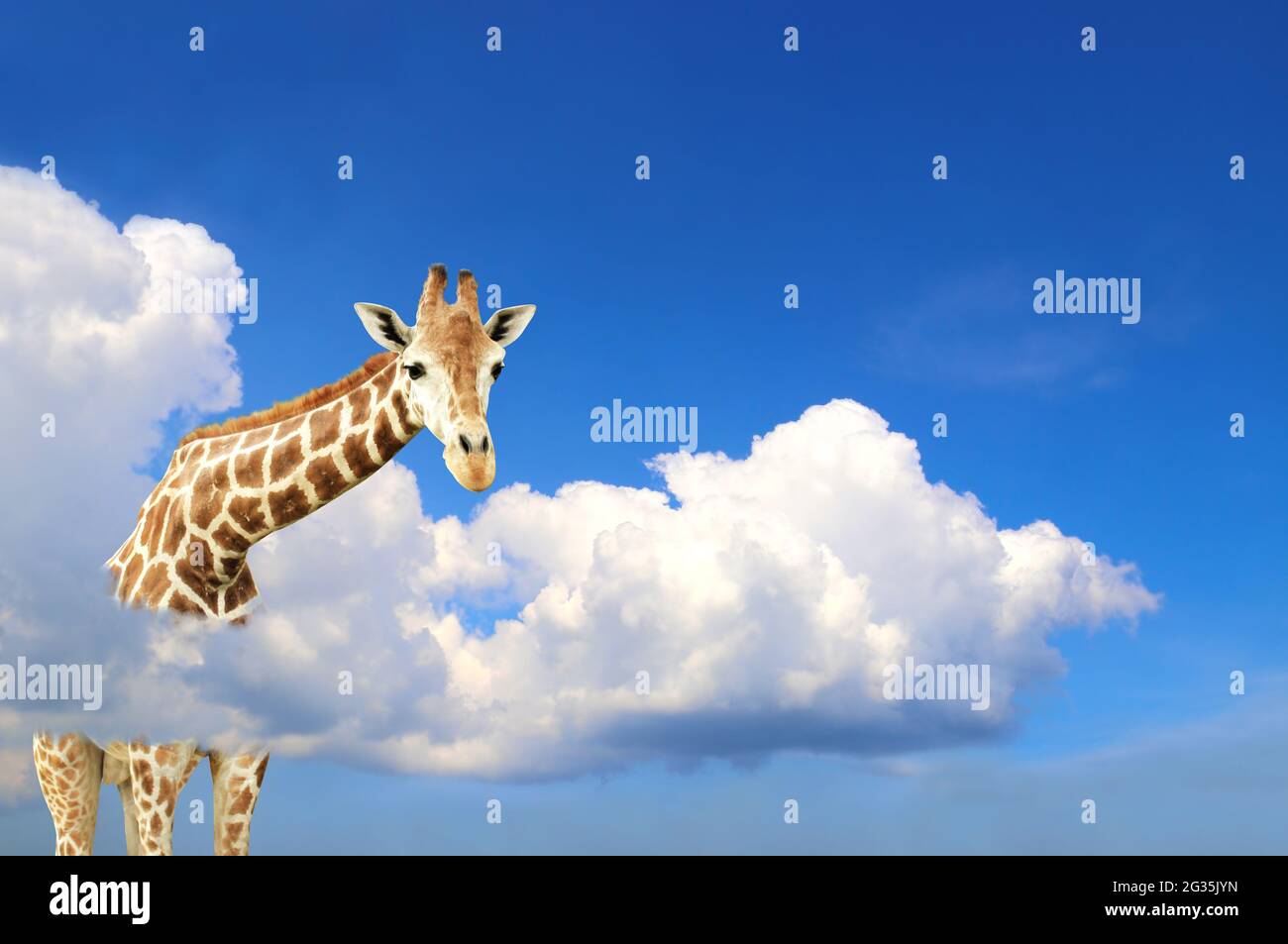 Giraffe above clouds. Cute giraffe in the sky. Fantastic scene with ...
