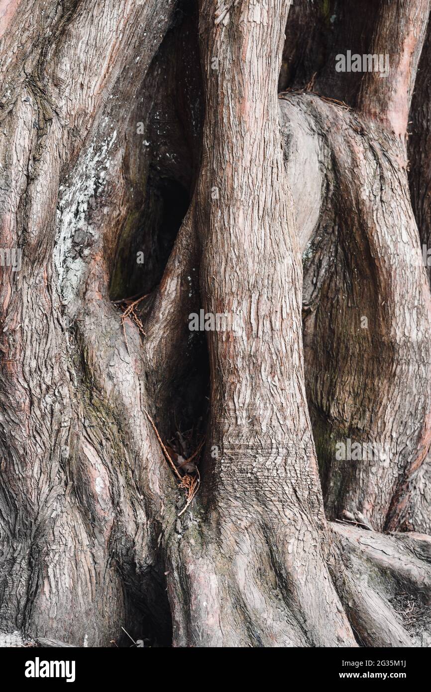 Background photo of a big tree, texture Stock Photo - Alamy