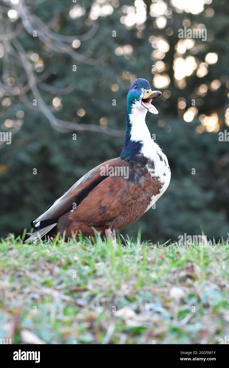 Photo of a duck hi-res stock photography and images - Alamy