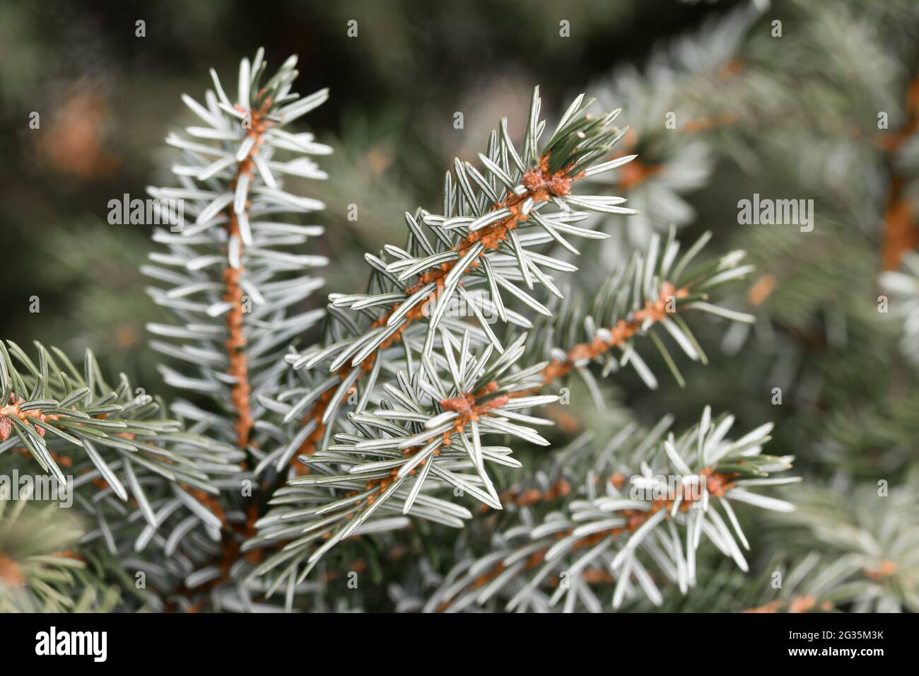 Pine tree macro hi-res stock photography and images - Alamy