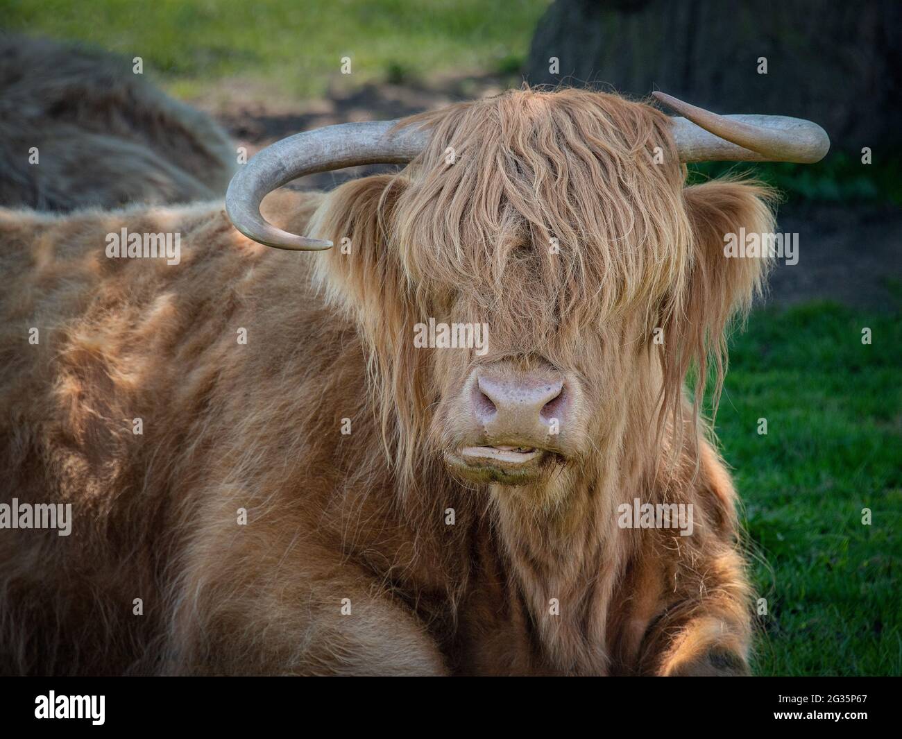A close up portrait of a highland cow. It shows the head and shoulders ...