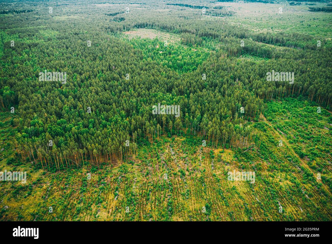 Aerial View Of Deforestation Area Landscape. Green Pine Forest In ...