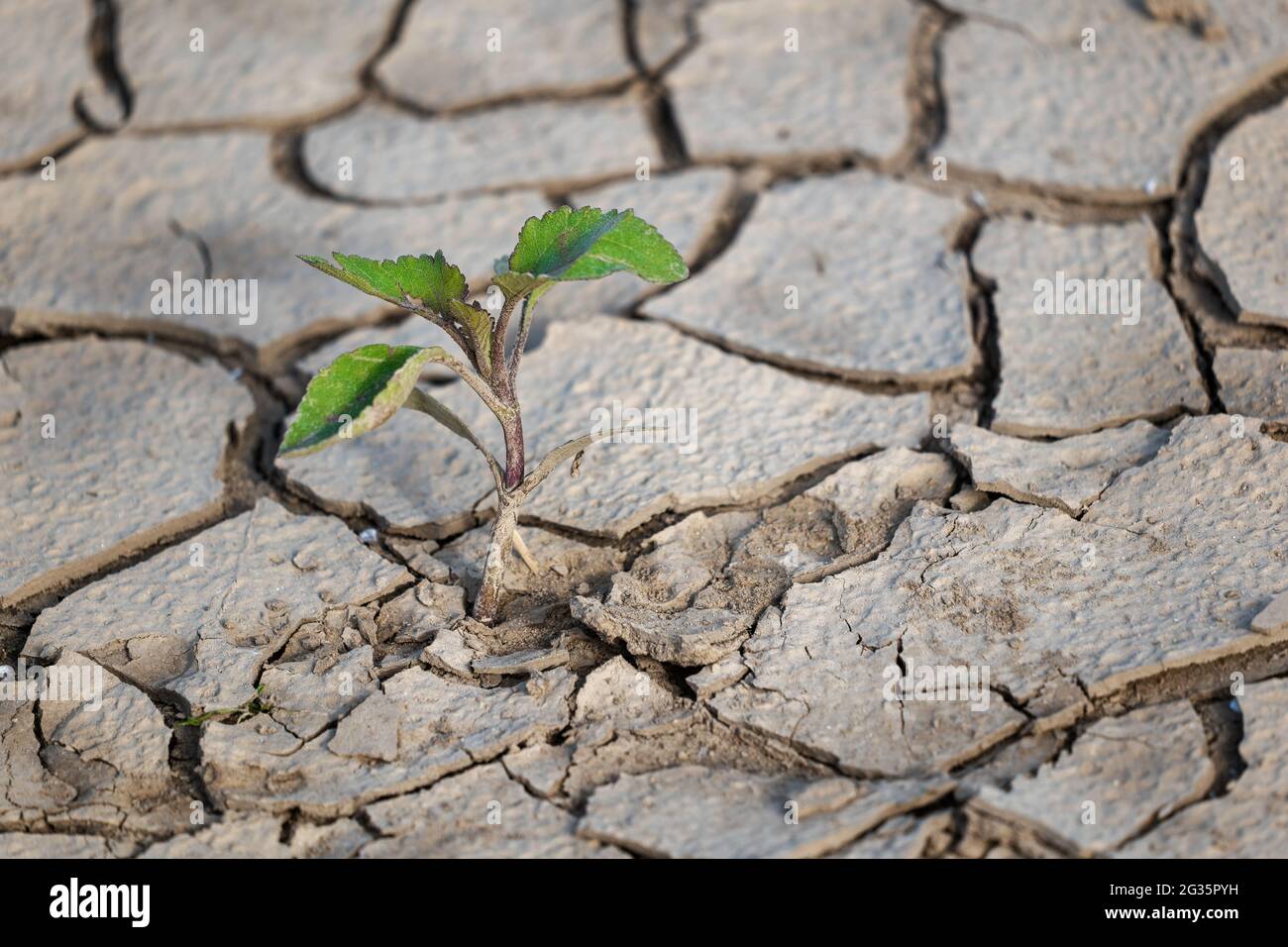 Cracked soil plant hi-res stock photography and images - Alamy