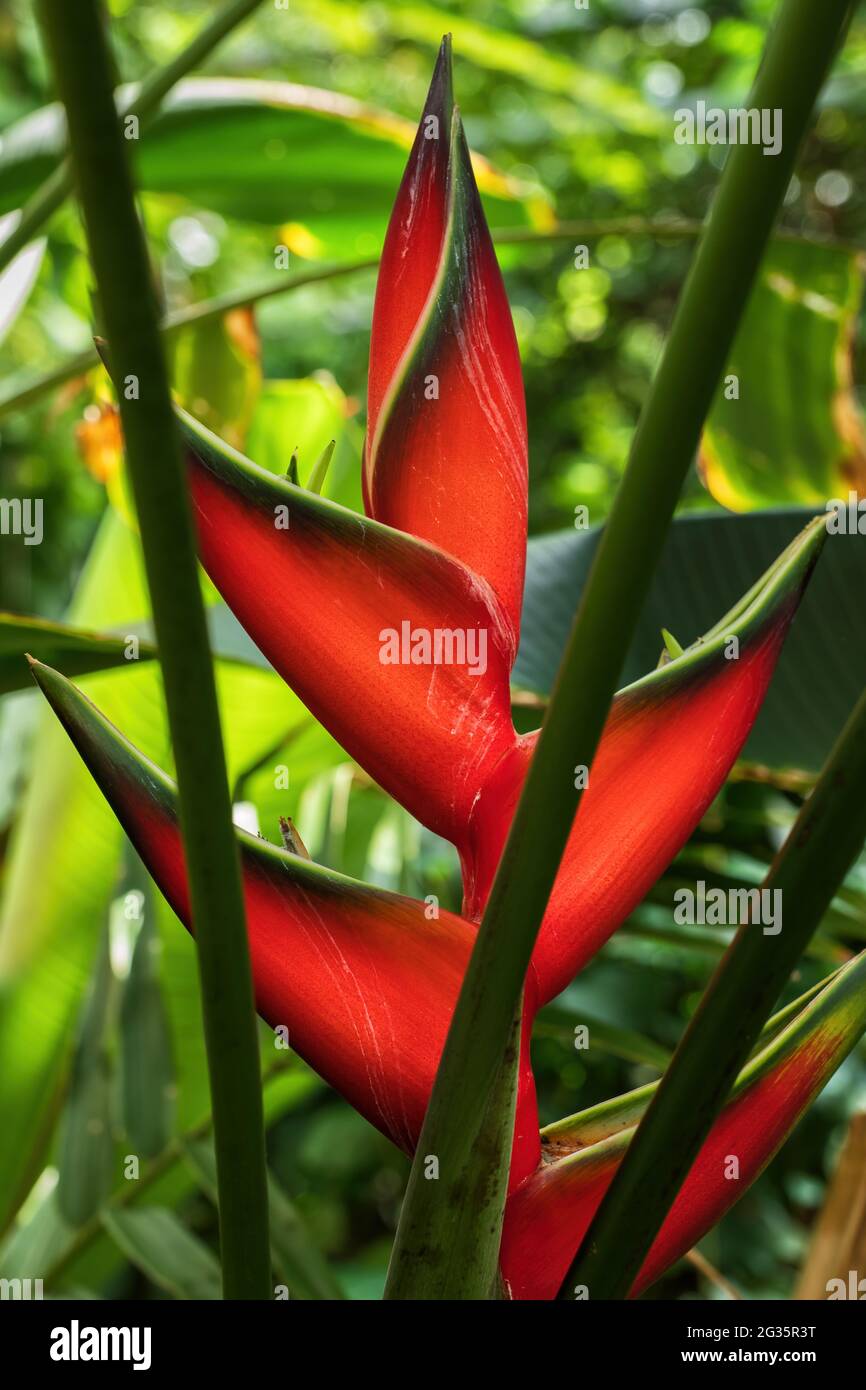 Heliconia bihai L. Red Palulu or Macaw Flower, family: Heliconiaceae ...