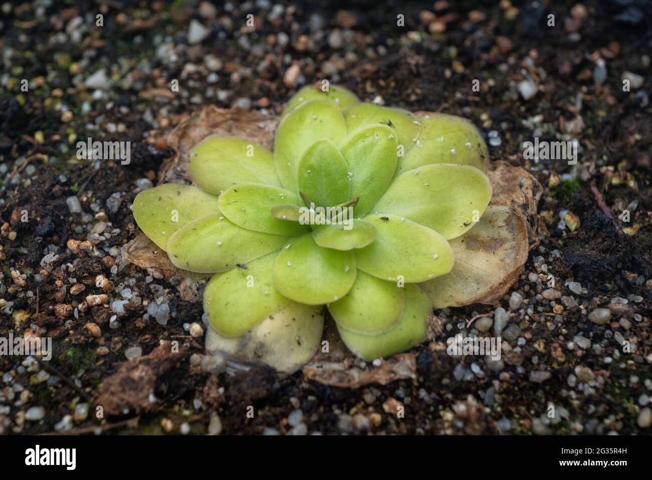 Pinguicula Agnata butterwort carnivorous plant, family ...