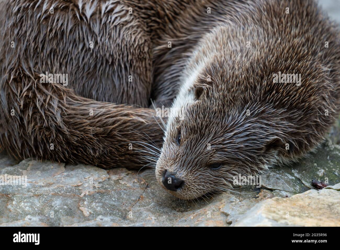 River Otters Sleeping