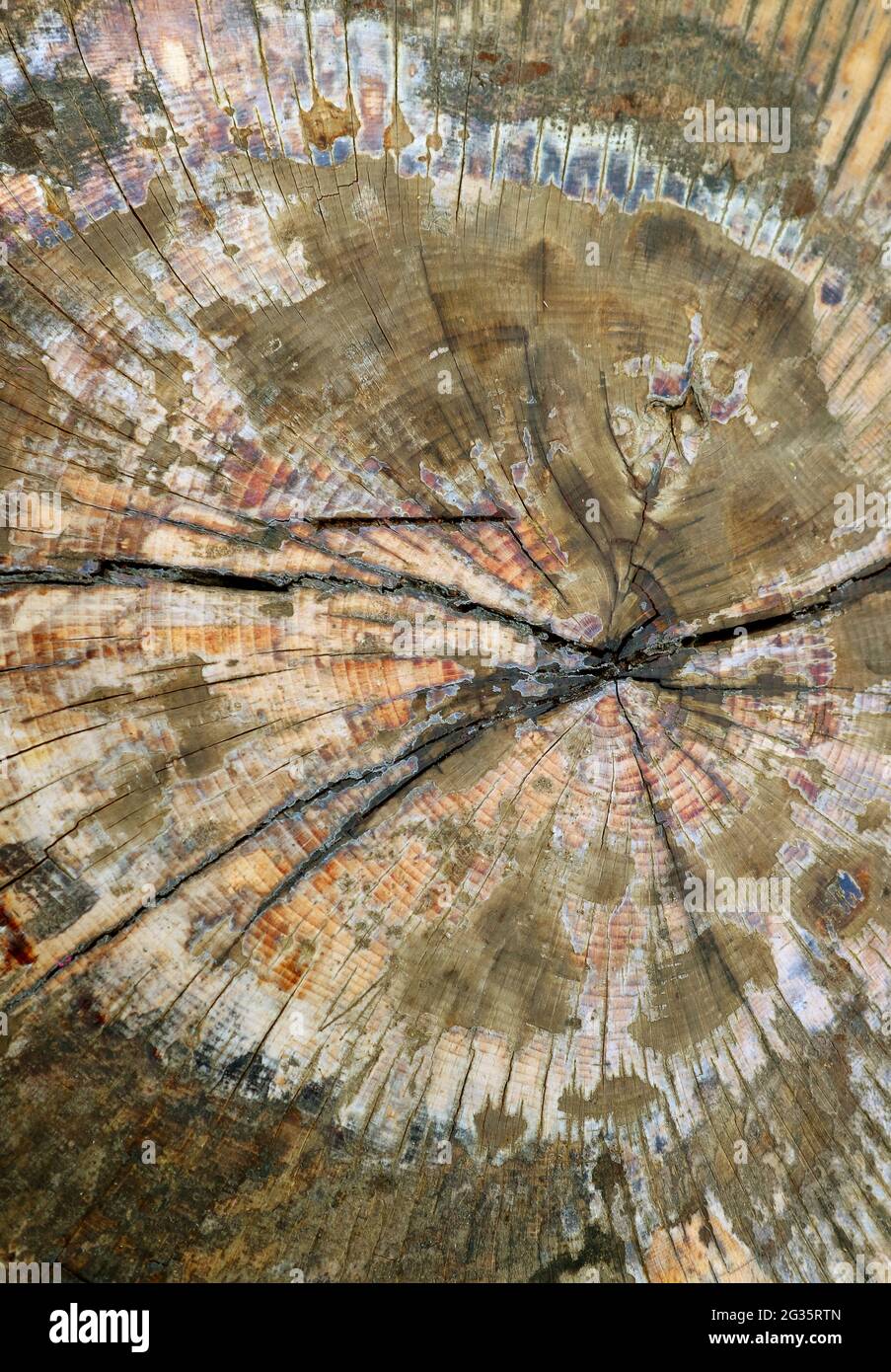 Closeup the texture of cut wood log surface for abstract background ...