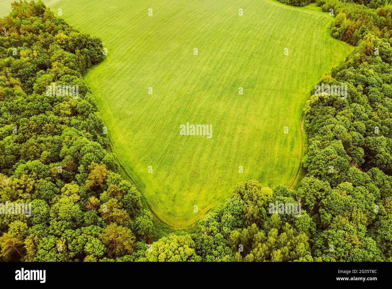Aerial View Spring Green Field And Forest Landscape. Top View Of Field ...