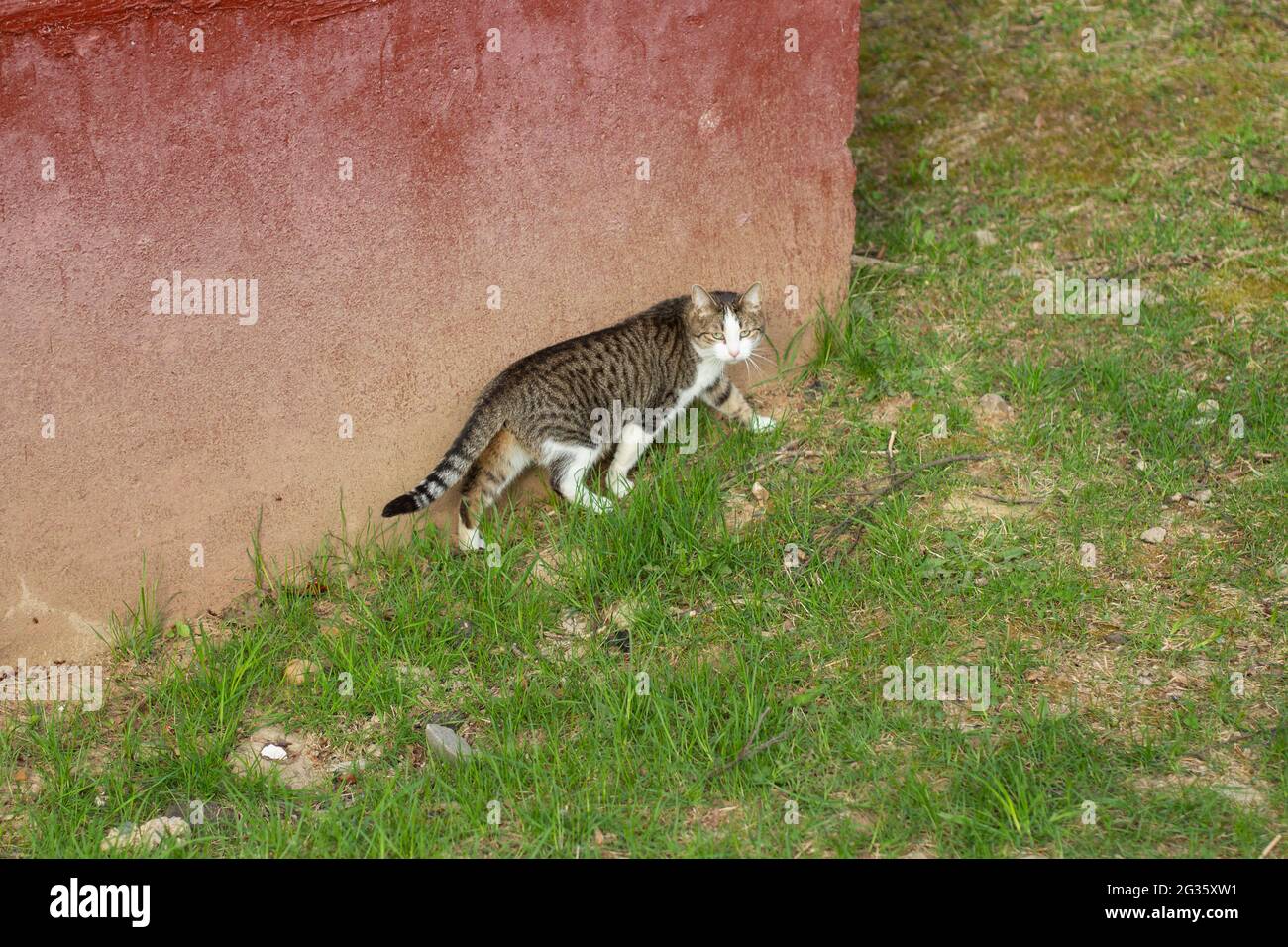 The cat is sneaking in the street. The cat runs away. Pet on the street ...