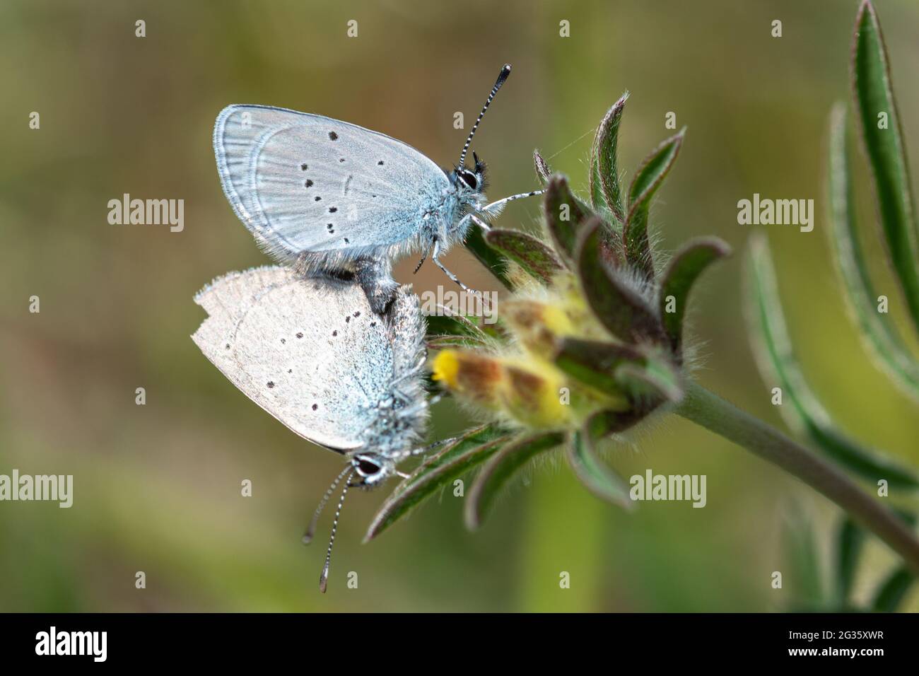Small blue butterfly (Cupido minimus), mating pair of butterflies on ...