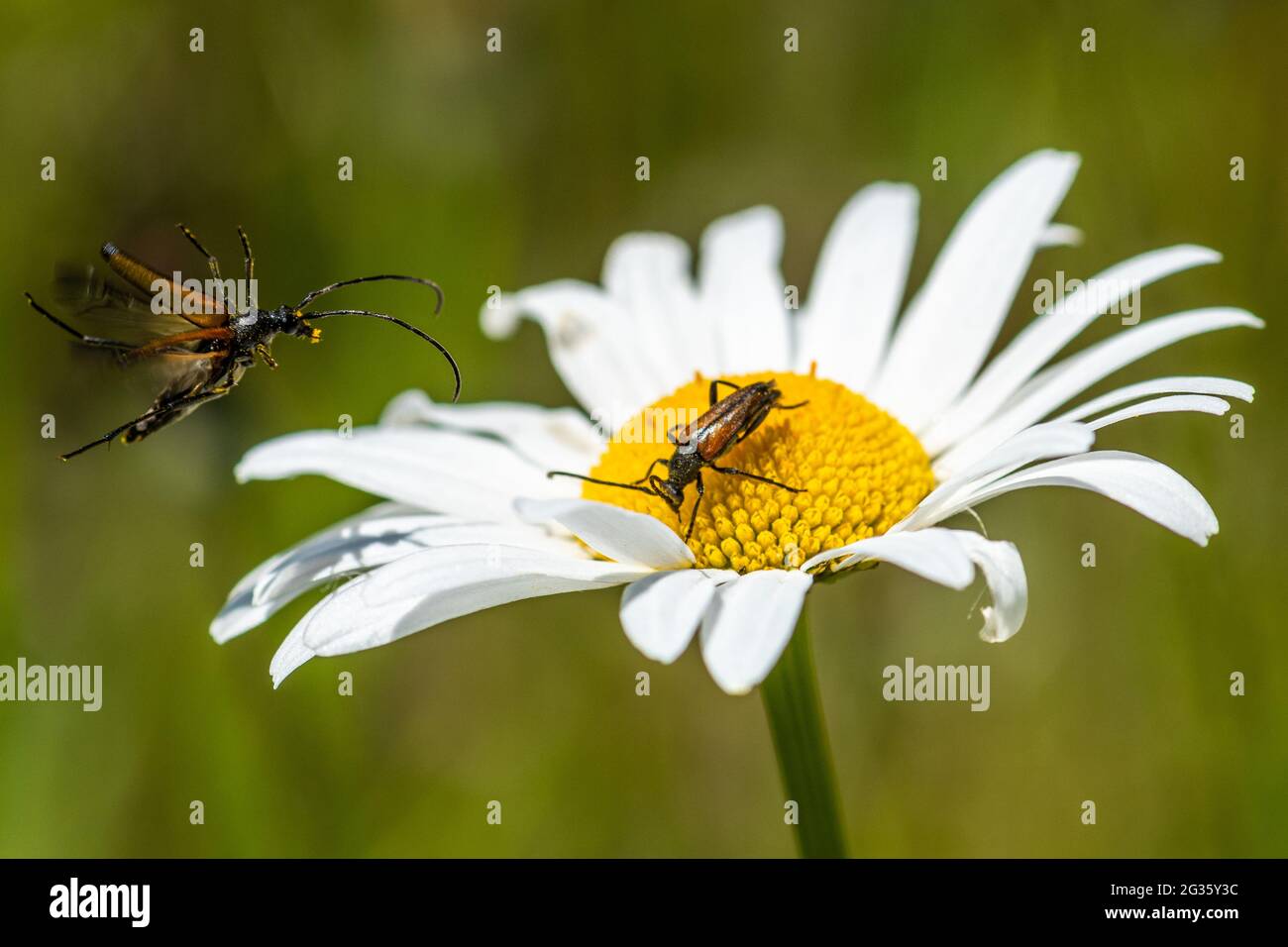 Flying beetles hi-res stock photography and images - Alamy