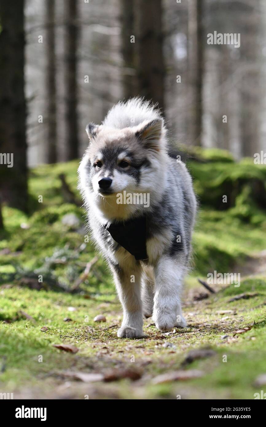 Portrait of a young puppy Finnish Lapphund dog in the forest Stock ...