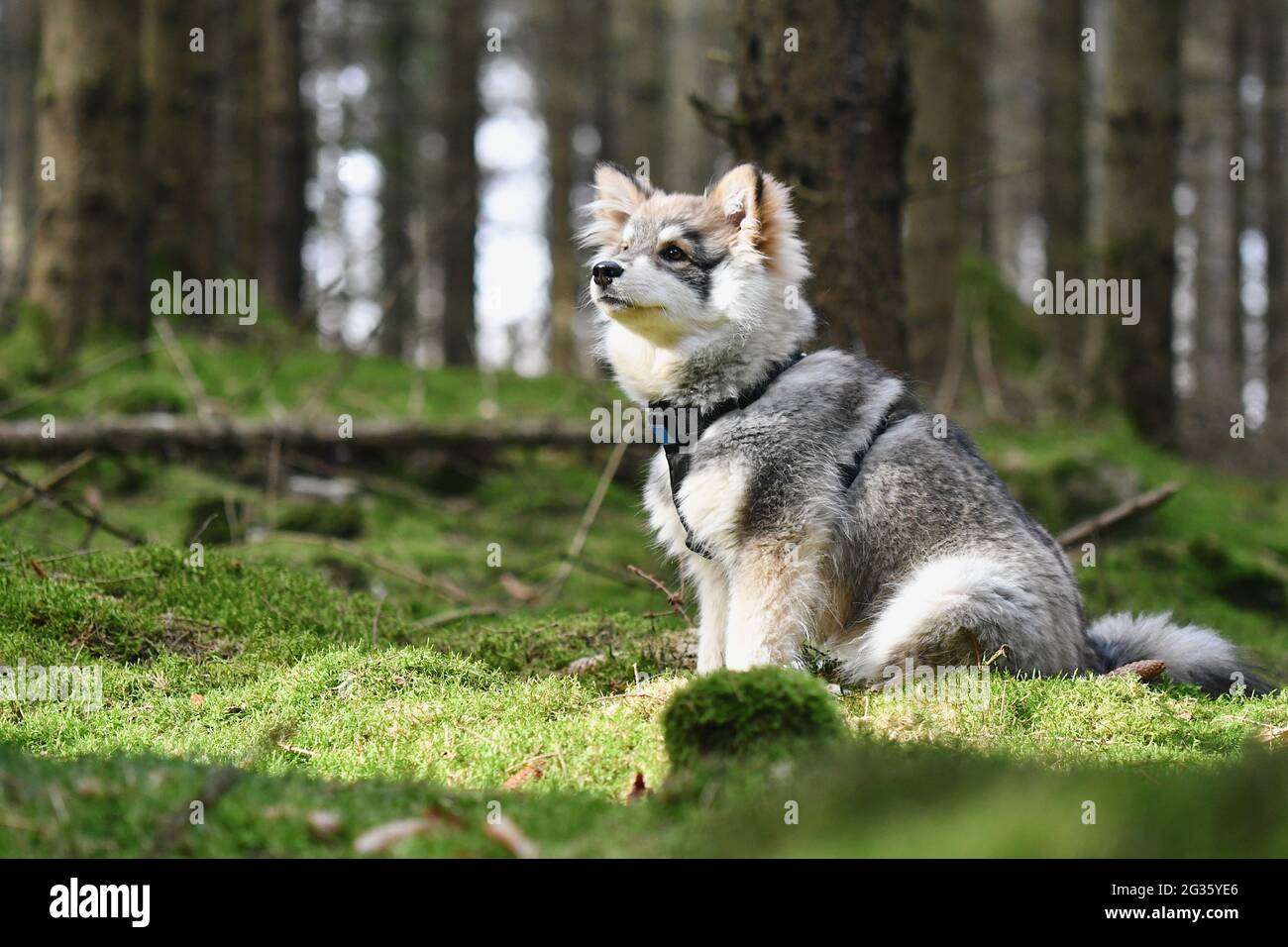 Portrait of a young puppy Finnish Lapphund dog in the forest Stock ...
