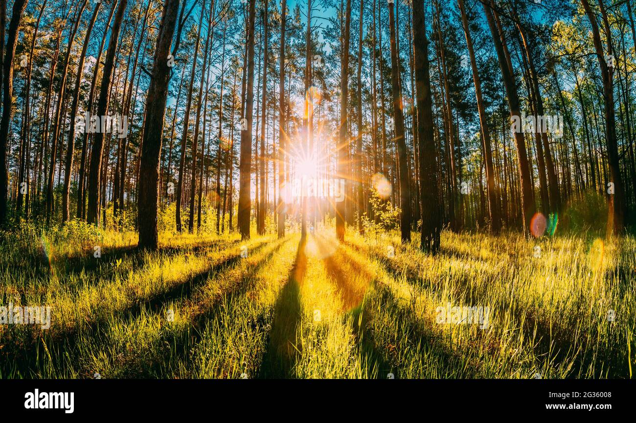 Beautiful Sunset Sunrise Sun Sunshine In Sunny Summer Coniferous Forest ...