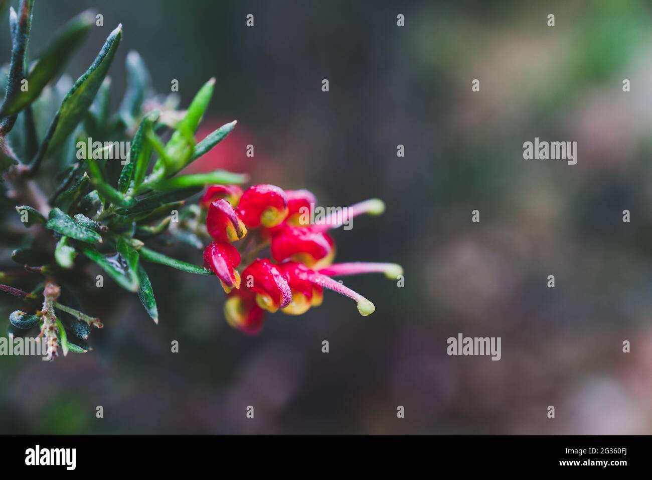 native Australian grevillea firecracker plant with red and yellow ...