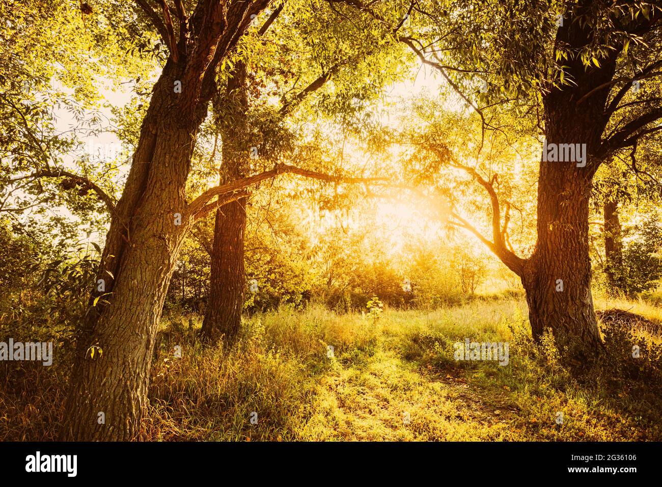 Sun Shining Through Branch And Foliage Of Tree. Deciduous Forest Summer ...