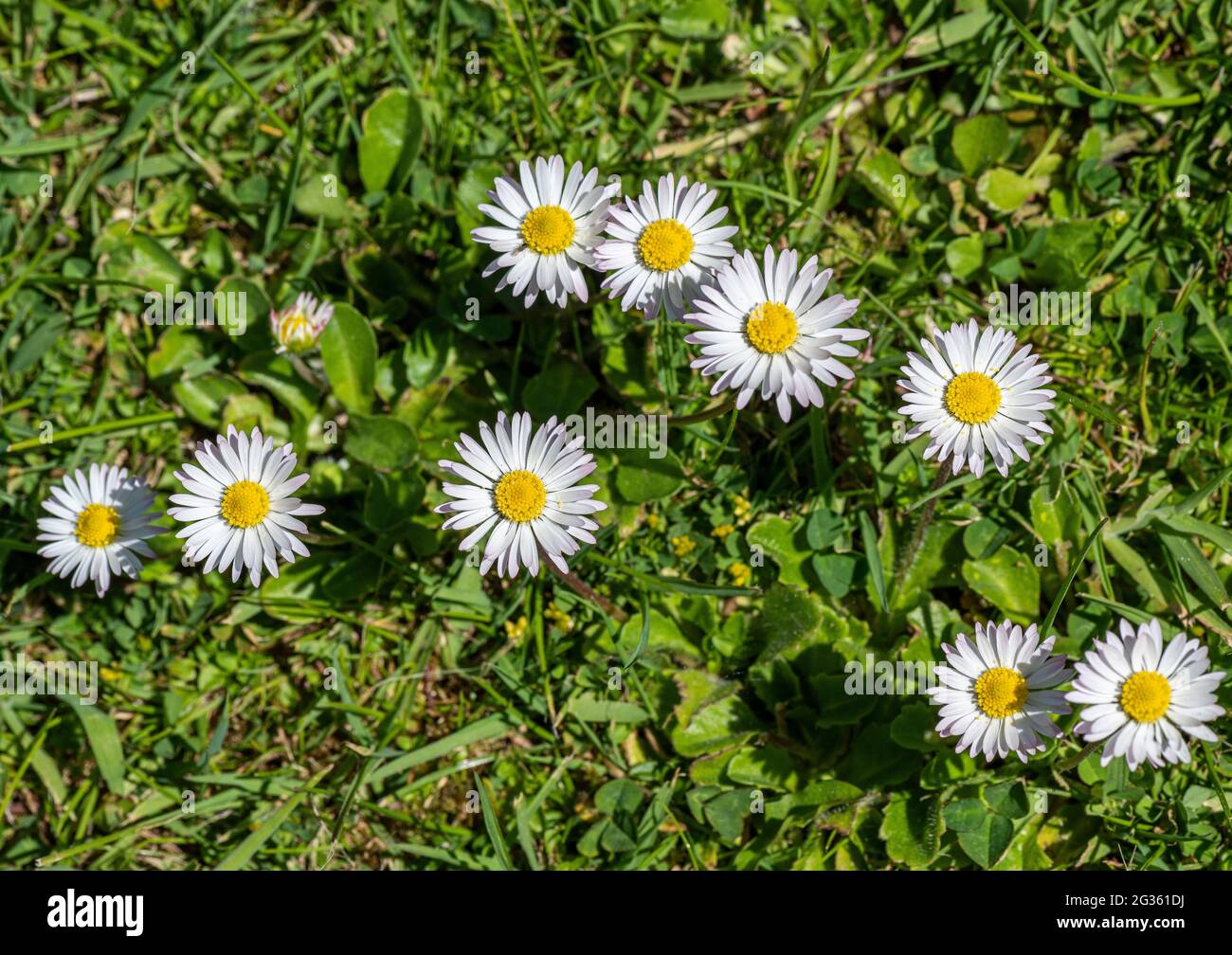 Daisy shadow hi-res stock photography and images - Alamy
