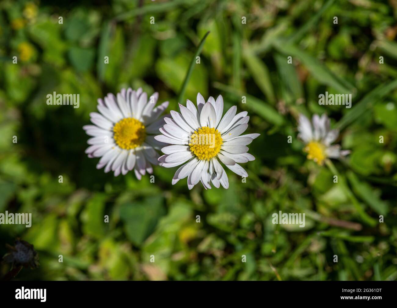 Common Daisy in the UK Stock Photo - Alamy