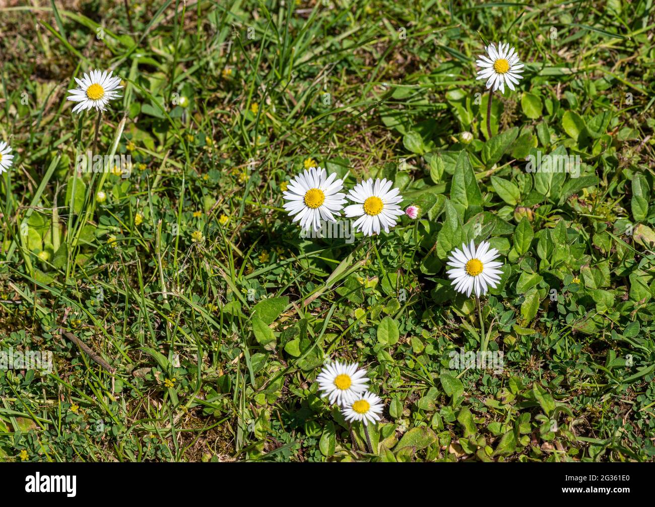 Common Daisy in the UK Stock Photo - Alamy