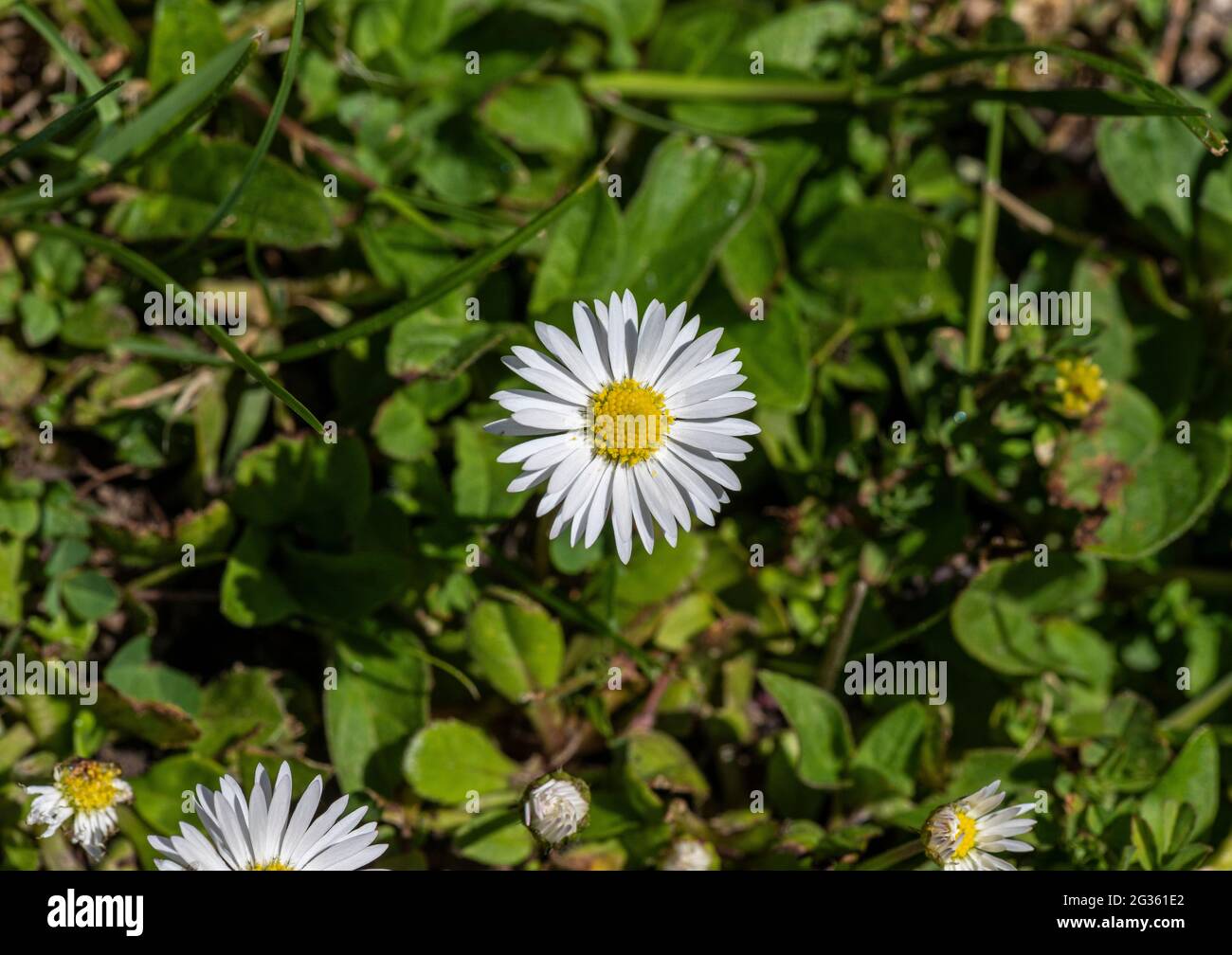 Bloom daisy hi-res stock photography and images - Alamy