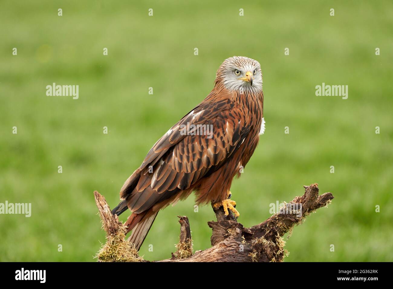 Red kite, bird of prey portrait. The bird sits on a stump, looks ...