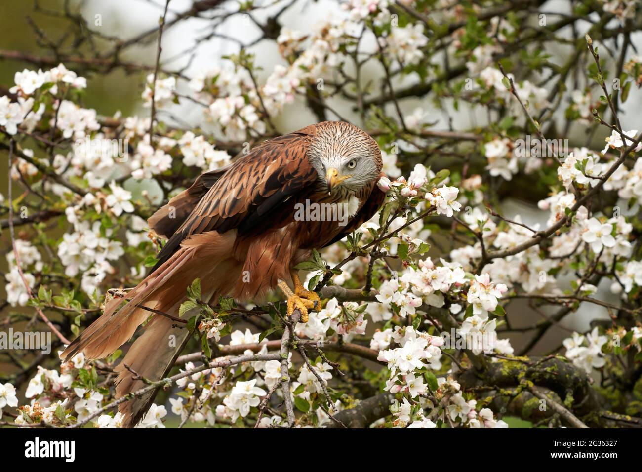 Detailed close-up of a Red Kite. Sits in an apple tree with white ...