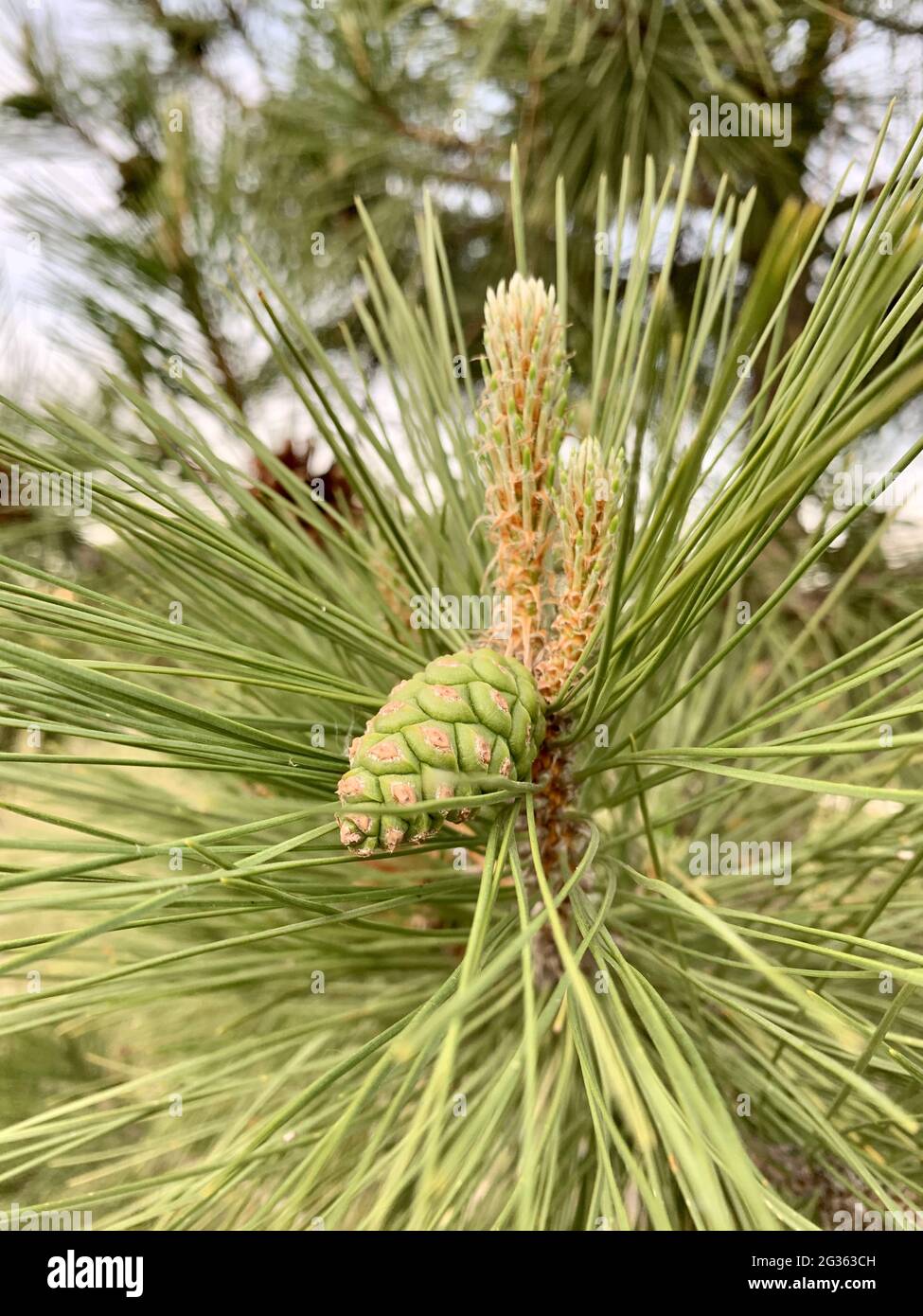 Vertical shot of a pine tree branch with thorns and young pines Stock ...