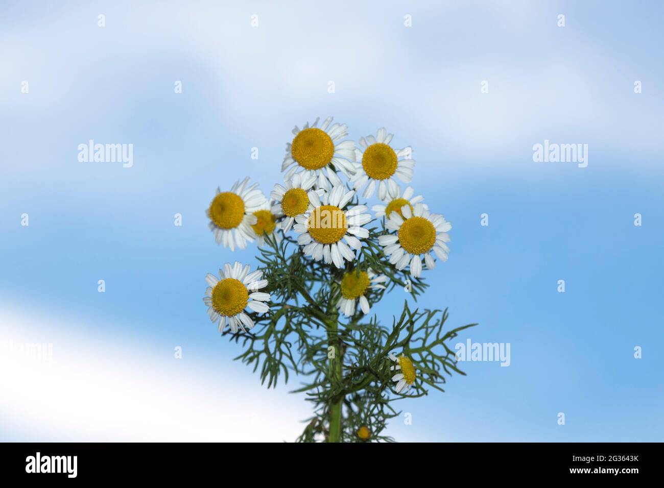 Chamomile chamomilla medicinal plant hi-res stock photography and ...