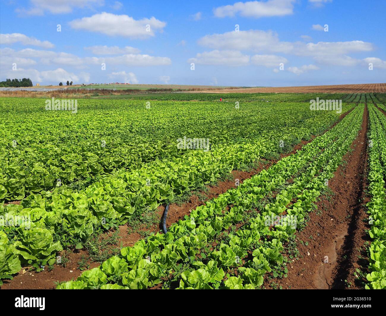 Israeli agriculture hi-res stock photography and images - Alamy