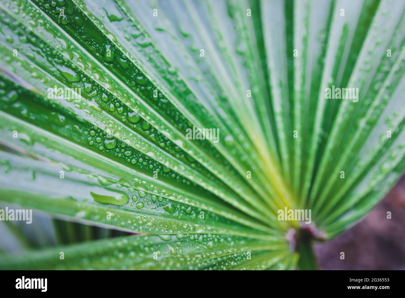 close-up of green palm leaves with rain drops from a chinese fan palm ...