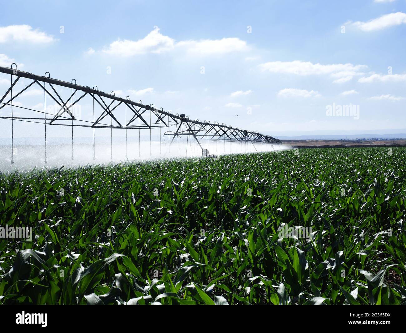 Smart Irrigation System for agriculture. Corn fields in Israel Stock ...