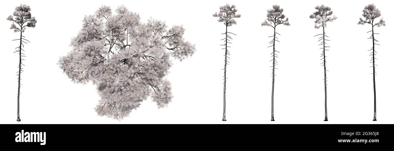 Set or collection of drawings of Pine group trees isolated on white ...