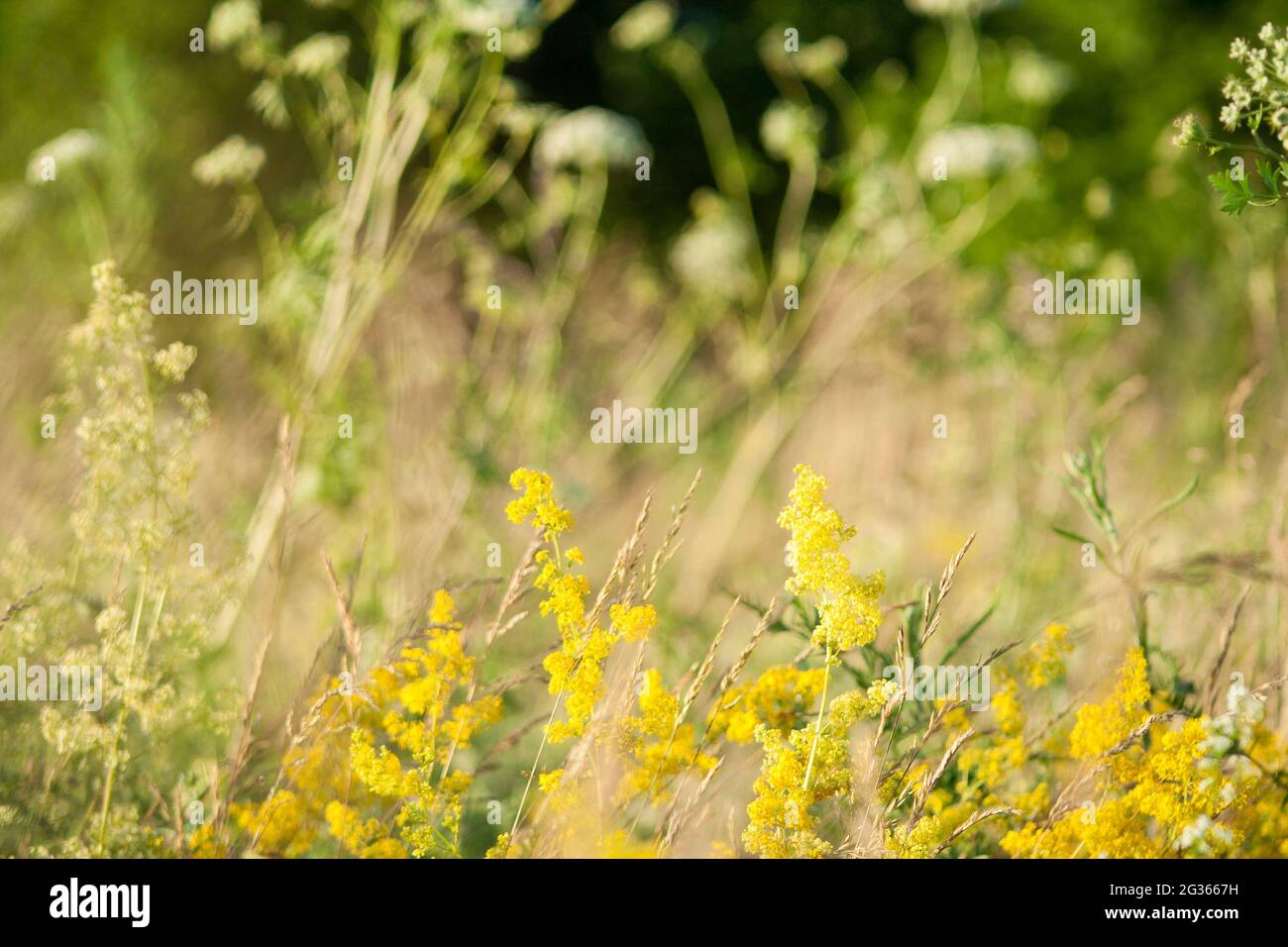 Beautiful green grass and flowers on field Stock Photo - Alamy
