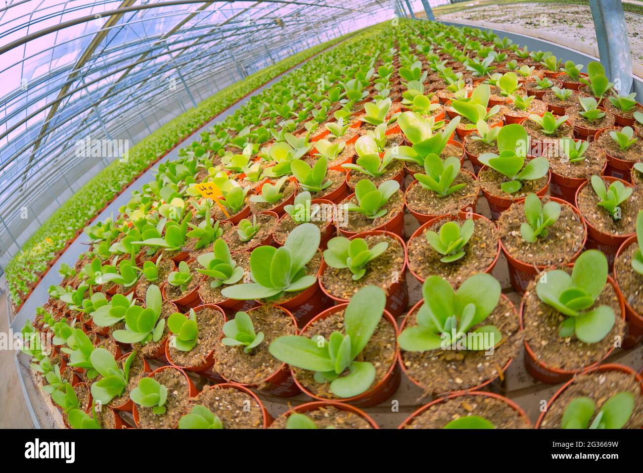 Growing Plants Cultivation, Dutch Greenhose, Holland, Netherlands ...
