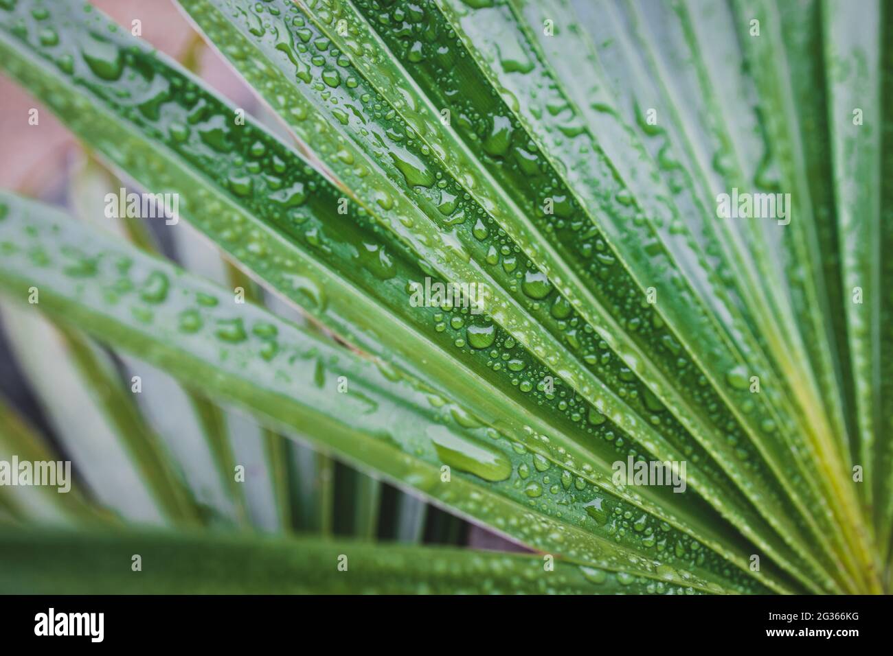 close-up of green palm leaves with rain drops from a chinese fan palm ...