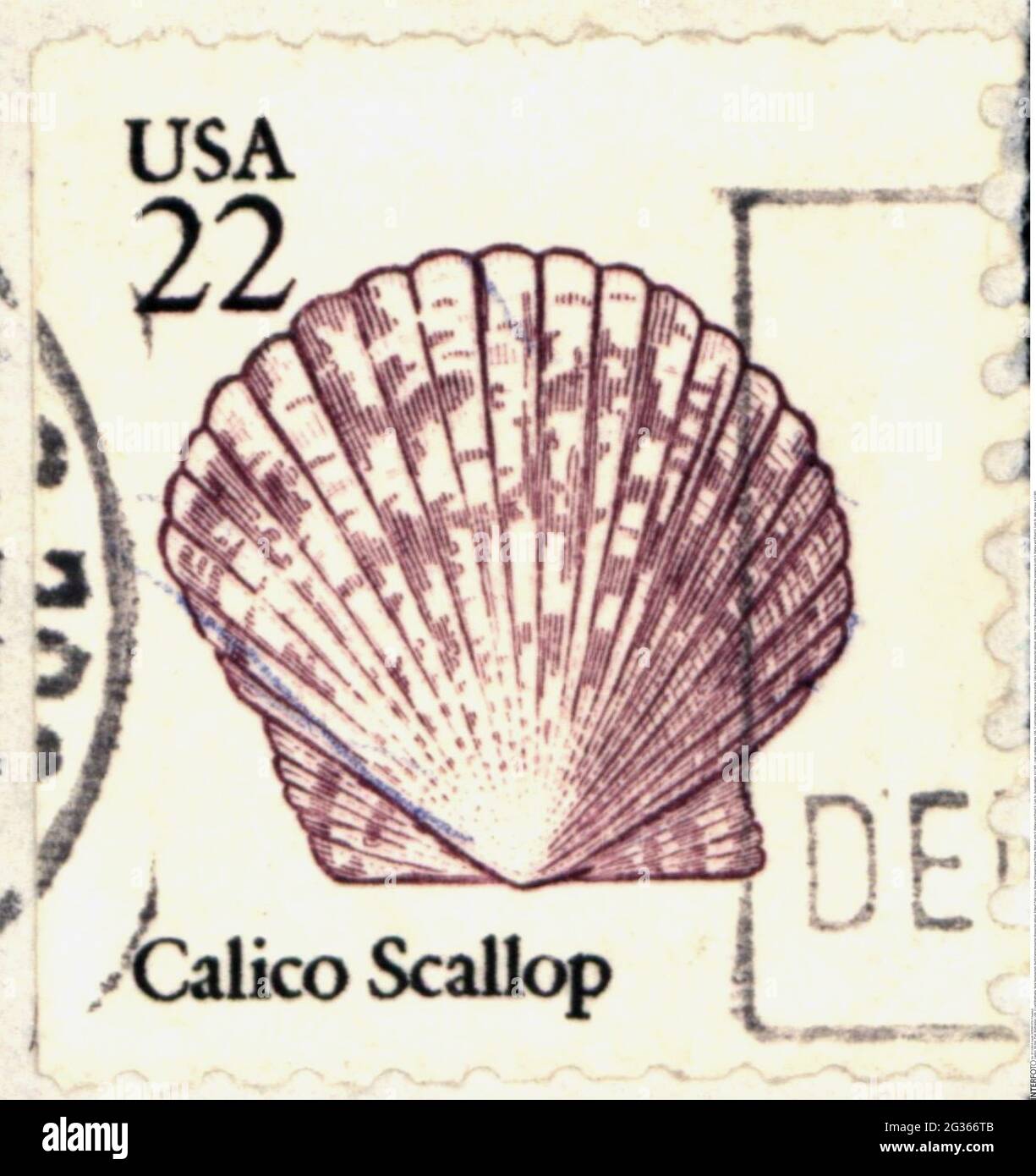 Series of scallop shells hi-res stock photography and images - Alamy