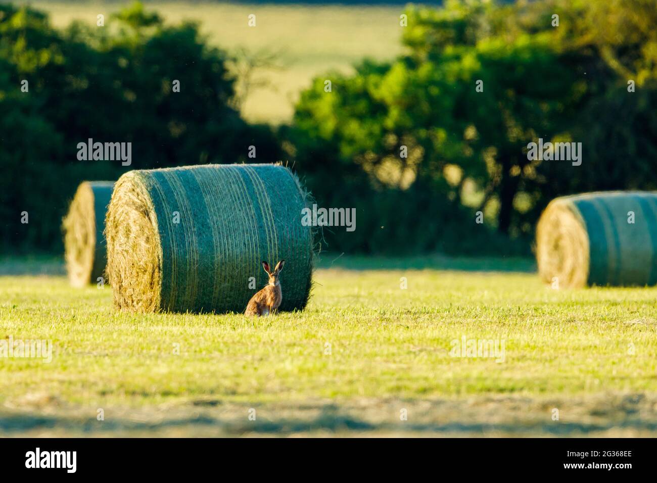 Bales of hay for animals hi-res stock photography and images - Alamy