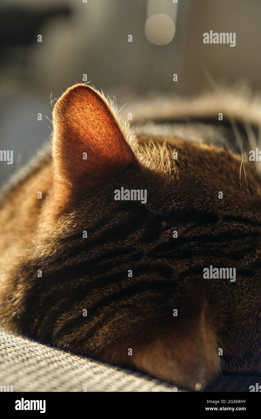 close-up of a sleeping British cat in marble colors Stock Photo - Alamy