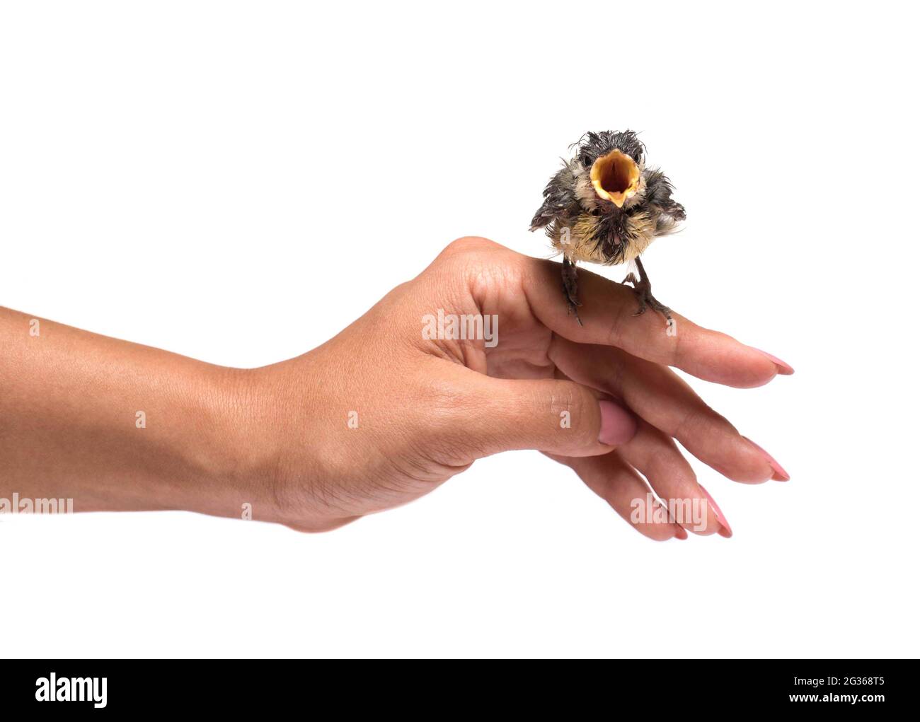 Live small chick in hand Stock Photo - Alamy