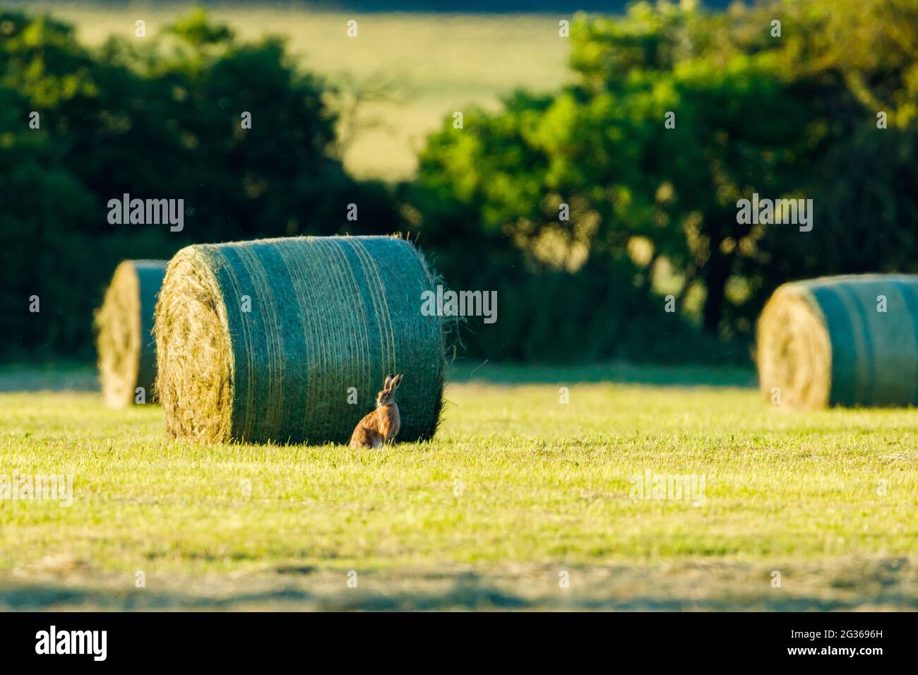 Fur bales hi-res stock photography and images - Alamy