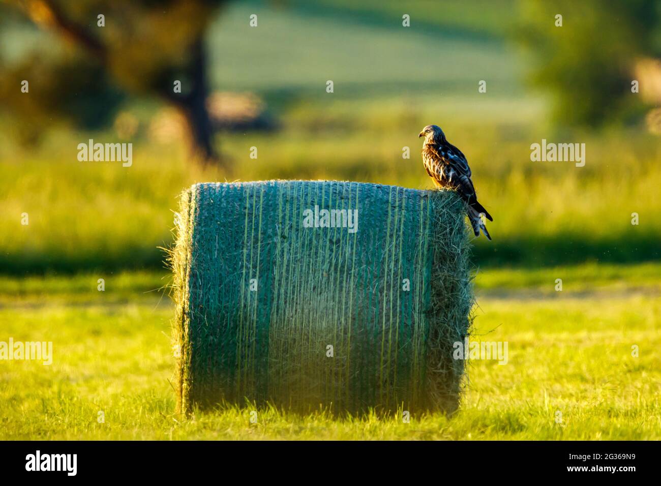 Buzzard field hi-res stock photography and images - Alamy