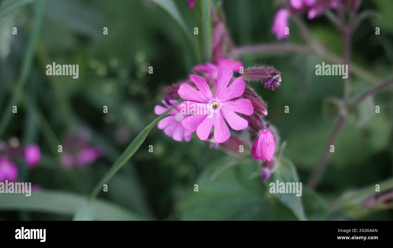 Macro view Red Campion flower Stock Photo - Alamy